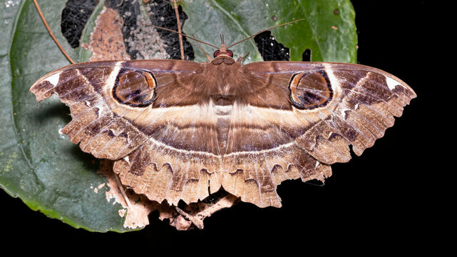 "Large Moth" Images – Browse 225 Stock Photos, Vectors, and Video ...
