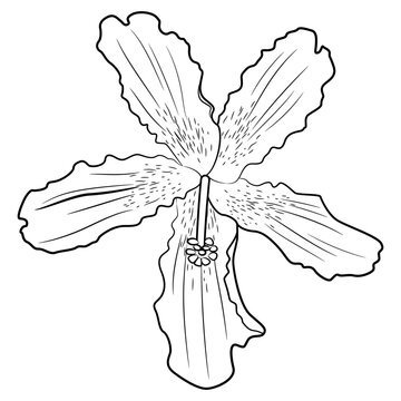 Ceiba Images – Browse 4,176 Stock Photos, Vectors, and Video | Adobe Stock