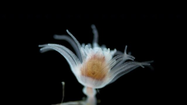 รูปภาพHydromedusa – เลือกดูภาพถ่ายสต็อก เวกเตอร์ และวิดีโอ127 | Adobe Stock