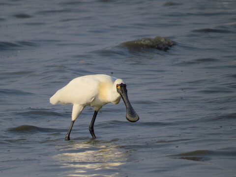 "Black-Faced Spoonbill" Images – Browse 823 Stock Photos, Vectors, and ...