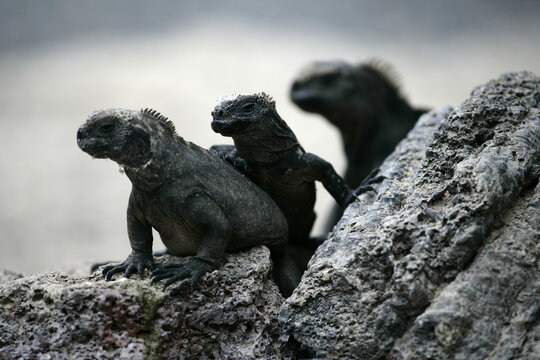 รูปภาพReptile – เลือกดูภาพถ่ายสต็อก เวกเตอร์ และวิดีโอ856,427 | Adobe Stock