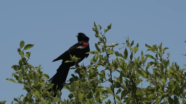 Imágenes de Sakabula: descubre bancos de fotos, ilustraciones, vectores ...