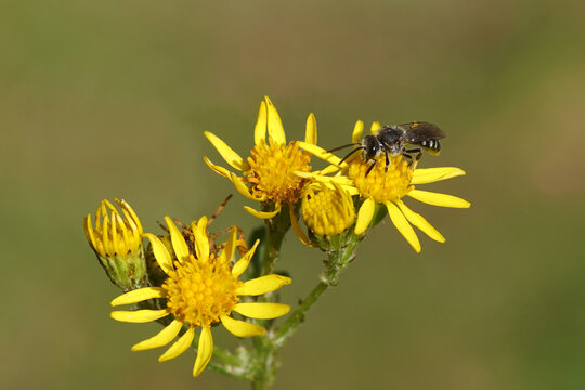 รูปภาพHalictidae – เลือกดูภาพถ่ายสต็อก เวกเตอร์ และวิดีโอ774 | Adobe Stock