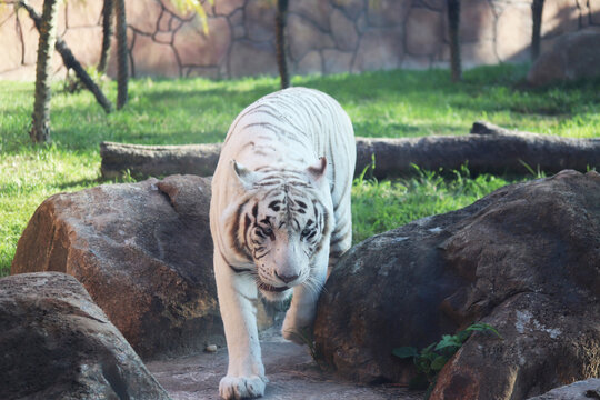 Trigre Images – Browse 11 Stock Photos, Vectors, and Video | Adobe Stock