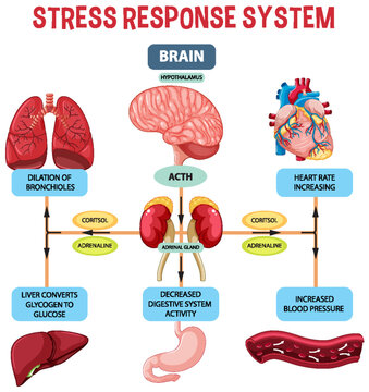 Stress Response System Images – Browse 576 Stock Photos, Vectors, and ...