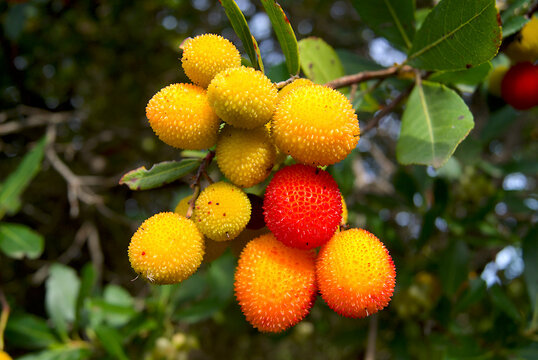 "Strawberry Tree" Images – Browse 3,852 Stock Photos, Vectors, and ...