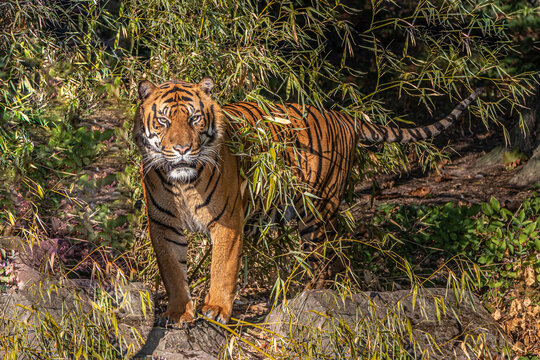 Ralph Lear Fotos, Bilder, Stockmedien | Adobe Stock