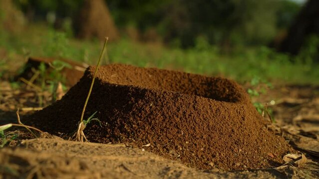 "Ant House" Images – Browse 293 Stock Photos, Vectors, and Video | Adobe Stock