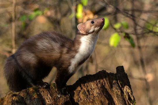 Fouine - Images et vidéos libres de droits | Adobe Stock
