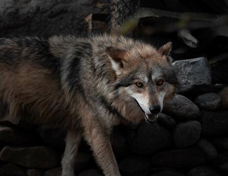 Lobo Gris Yo Lobo