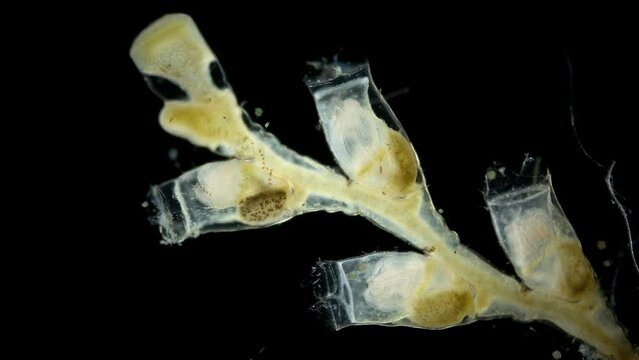 Hydromedusa bilder – Bläddra bland 129 stockfoton, vektorer och videor ...
