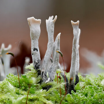 รูปภาพDestruenten – เลือกดูภาพถ่ายสต็อก เวกเตอร์ และวิดีโอ861 | Adobe Stock