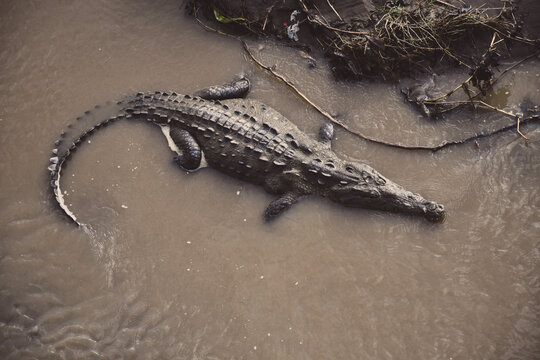 Krokodile - Images et vidéos libres de droits | Adobe Stock