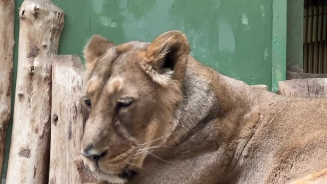 Unflappable 이미지 – 찾아보기 450 스톡 사진, 벡터 및 비디오 | Adobe Stock