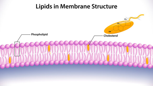 Cytomembrane bilder – Bläddra bland 2,688 stockfoton, vektorer och ...