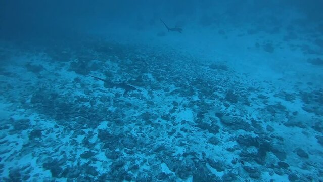 Fuchshai Bilder – Durchsuchen 4,155 Archivfotos, Vektorgrafiken und ...