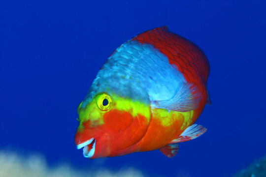 รูปภาพPollyfish – เลือกดูภาพถ่ายสต็อก เวกเตอร์ และวิดีโอ6,968 | Adobe Stock