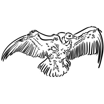 Flying Vulture Drawing