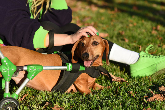 "Disabled Dog"-Bilder: Stock-Fotos & -Videos. | Adobe Stock