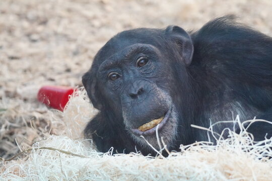 Simiiformes Bilder – Durchsuchen 38,666 Archivfotos, Vektorgrafiken und ...