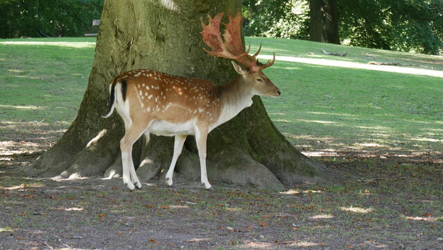 Hirch Images – Browse 56 Stock Photos, Vectors, and Video | Adobe Stock