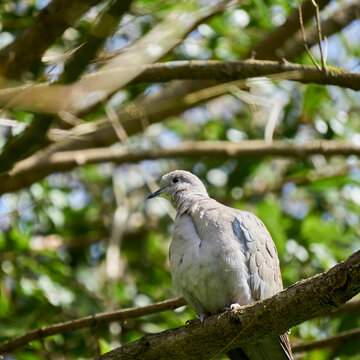 Roucouler Bilder – Durchsuchen 66 Archivfotos, Vektorgrafiken und ...