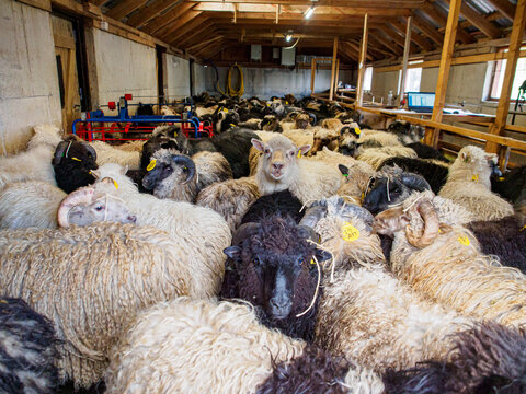 Baa-Lamb Bilder – Durchsuchen 368 Archivfotos, Vektorgrafiken und ...