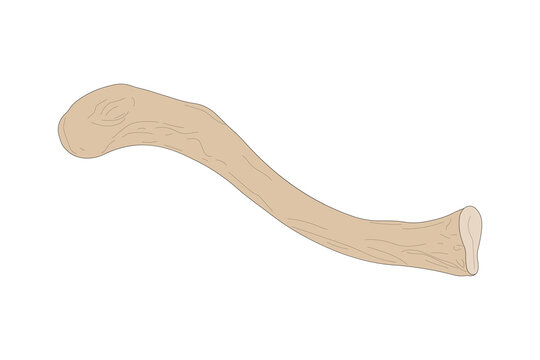 Clavicle Bone Unlabeled