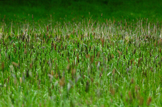 Gress-Bilder: Stock-Fotos & -Videos. | Adobe Stock