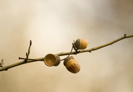 Eichelbaum Bilder – Durchsuchen 79,072 Archivfotos, Vektorgrafiken und ...