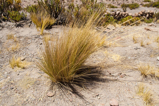 รูปภาพIchu – เลือกดูภาพถ่ายสต็อก เวกเตอร์ และวิดีโอ288 | Adobe Stock