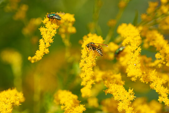 Graspollen Bilder – Durchsuchen 5,326 Archivfotos, Vektorgrafiken und ...