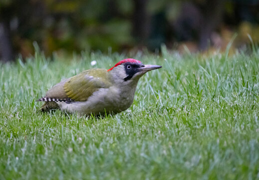 รูปภาพErdspecht – เลือกดูภาพถ่ายสต็อก เวกเตอร์ และวิดีโอ187 | Adobe Stock