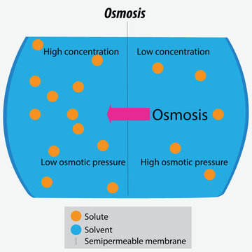 Diffusion And Osmosis