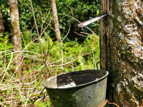 รูปภาพRubberwood – เลือกดูภาพถ่ายสต็อก เวกเตอร์ และวิดีโอ242 | Adobe Stock