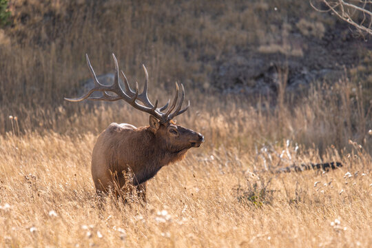 "Male Elk" Bilder – Durchsuchen 302 Archivfotos, Vektorgrafiken und ...