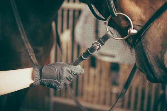 Leather Reins Images – HD & 4K Photos Free to Download | PikWizard
