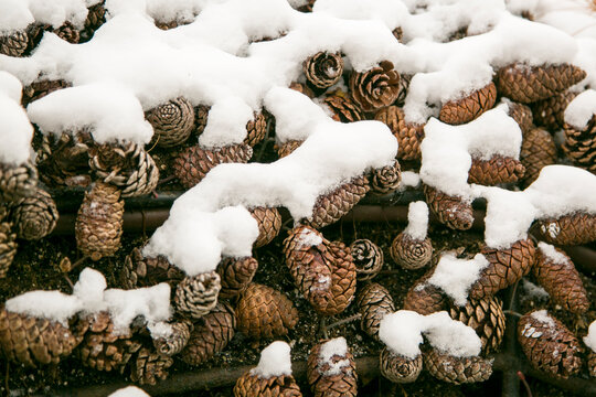 รูปภาพPining – เลือกดูภาพถ่ายสต็อก เวกเตอร์ และวิดีโอ5,000,298 | Adobe ...