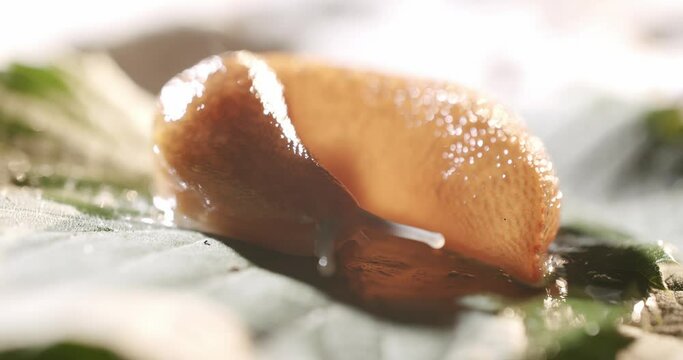 "Land Snails" Images – Browse 7,664 Stock Photos, Vectors, and Video ...