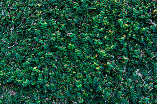 "Green Wall Texture" Images – Browse 100 Stock Photos, Vectors, and ...