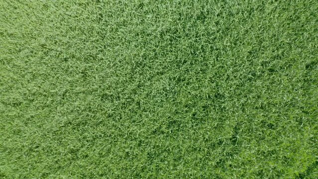 Imagens de Furrows – Explore Fotografias do Stock, Vetores e Vídeos de ...