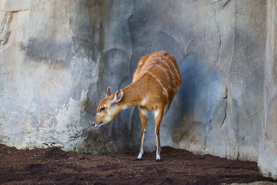 Afbeeldingen over "Bush Buck" – Blader in stockfoto's, vectoren en ...