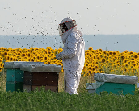 Imker Bilder – Durchsuchen 103,116 Archivfotos, Vektorgrafiken und ...