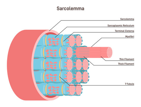 Neuromuscular Junction Labeled T Tubule