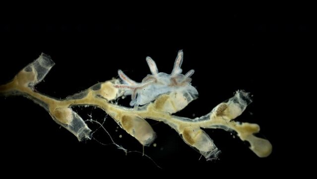 รูปภาพHydromedusa – เลือกดูภาพถ่ายสต็อก เวกเตอร์ และวิดีโอ127 | Adobe Stock