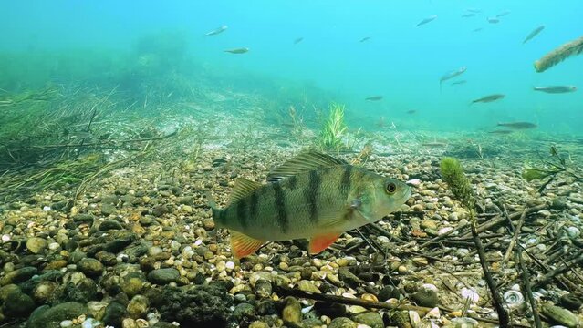 "Yellow Perch" Images – Browse 428 Stock Photos, Vectors, and Video ...