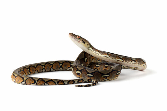 "Asiatic Reticulated Python" Images – Browse 1,612 Stock Photos ...