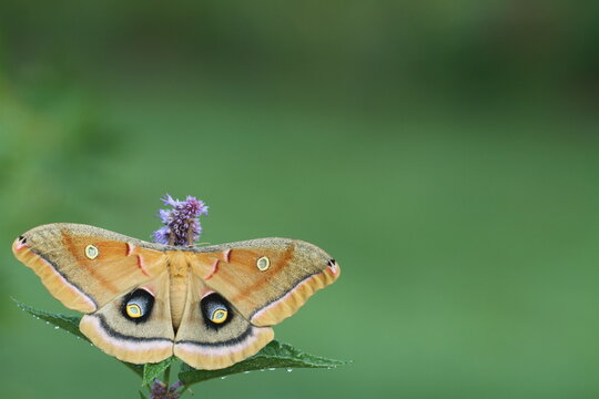 "Polyphemus Moth" Bilder – Durchsuchen 199 Archivfotos, Vektorgrafiken ...