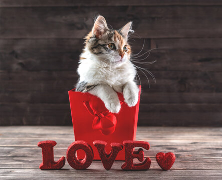 รูปภาพHeedful – เลือกดูภาพถ่ายสต็อก เวกเตอร์ และวิดีโอ232,800 | Adobe Stock