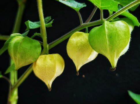 "Golden Berries" Images – Browse 1,232 Stock Photos, Vectors, and Video ...